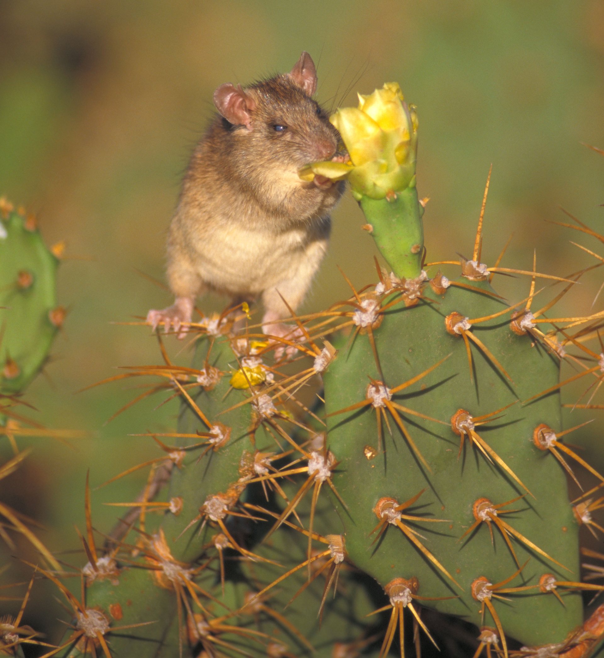 Caribbean island launches plan to remove invasive rats and goats - IEyeNews