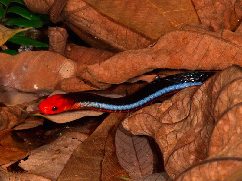 Blue coral snake venom is ridiculously potent and causes instant ...