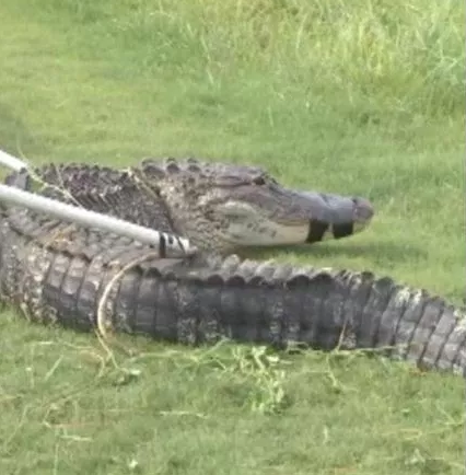 Why alligator attacks are spiking in Florida - IEyeNews
