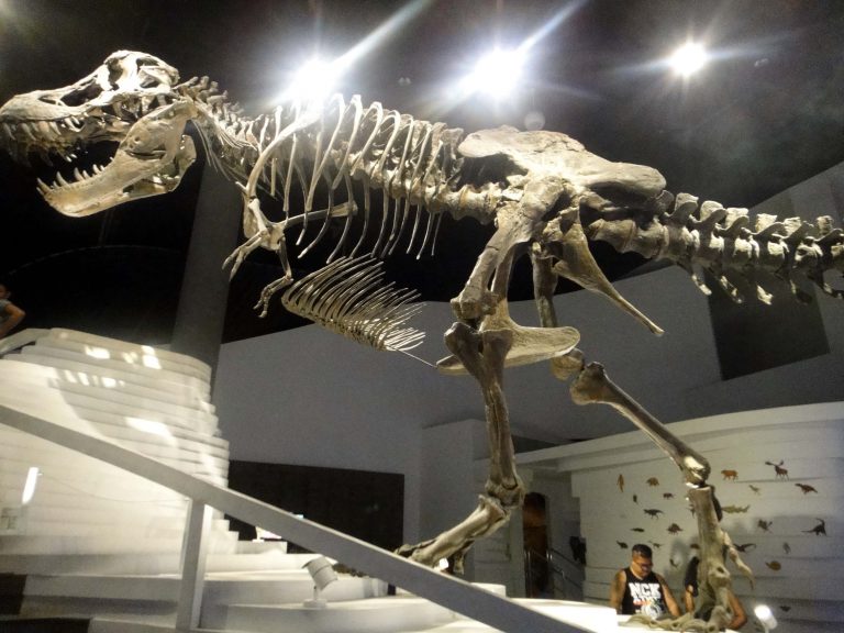Fossilized T-Rex skull to undergo neutron beams, high-energy x-rays ...