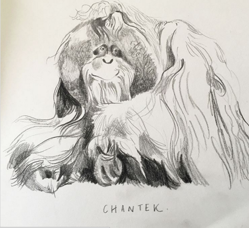 Orangutan who communicated through sign language dies at Zoo Atlanta ...