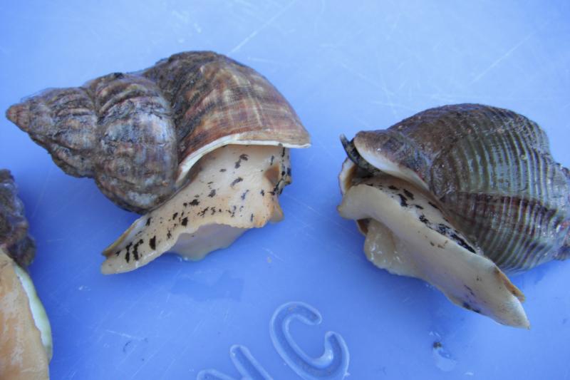 Cayman Islands 2017 conch and whelk season opens - IEyeNews