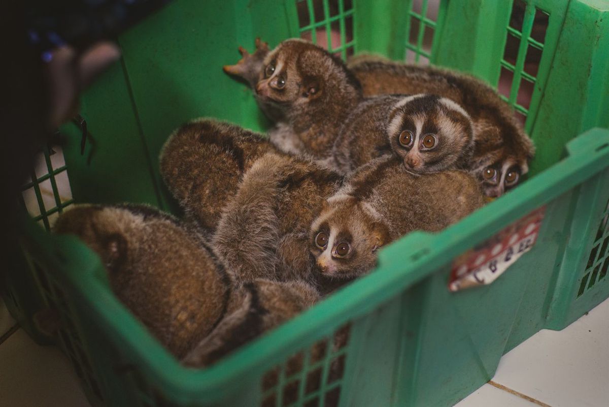 Slow loris is dying - IEyeNews