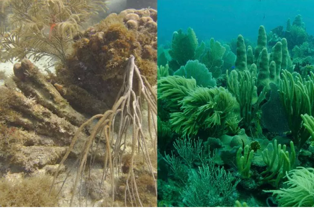 Caribbean Coral reefs damaged by hurricanes ‘Natural Experiment’ of ...