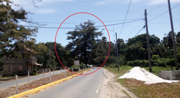 After ‘killing’ over a dozen people, Guyanese are afraid of this tree ...