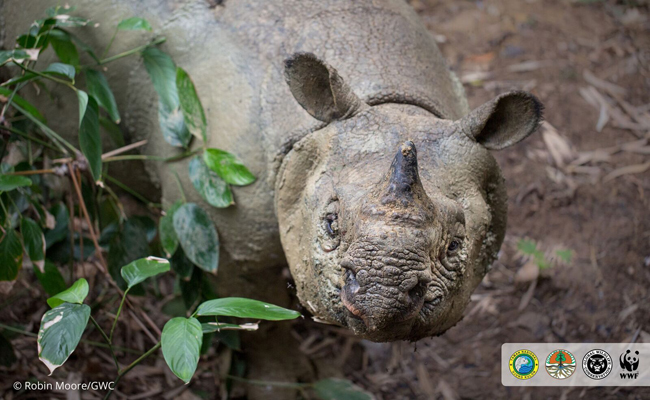 Rare footage captured of the world’s most endangered rhino - IEyeNews