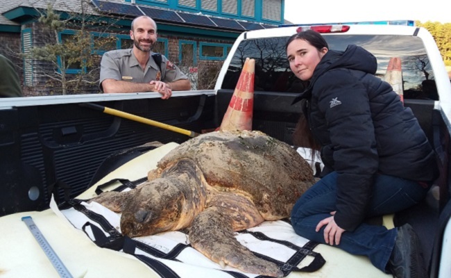 Hundreds of frozen sea turtles wash up on Cape Cod - IEyeNews