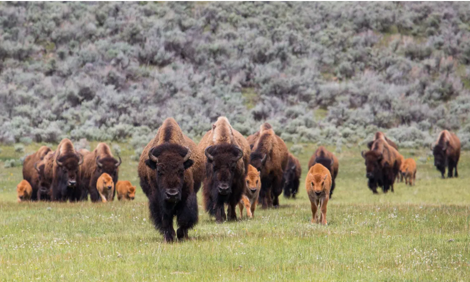 How Native American tribes are bringing back the bison from brink of ...