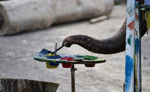 5 Animals that create art - IEyeNews