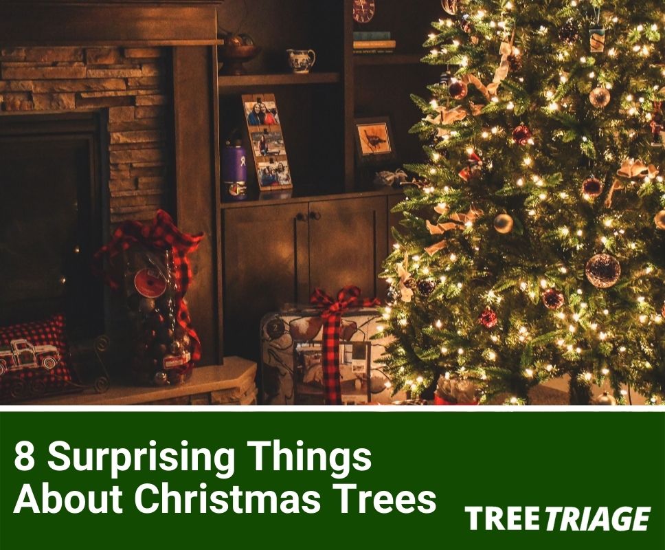 8 surprising things you didn't know about Christmas trees - IEyeNews